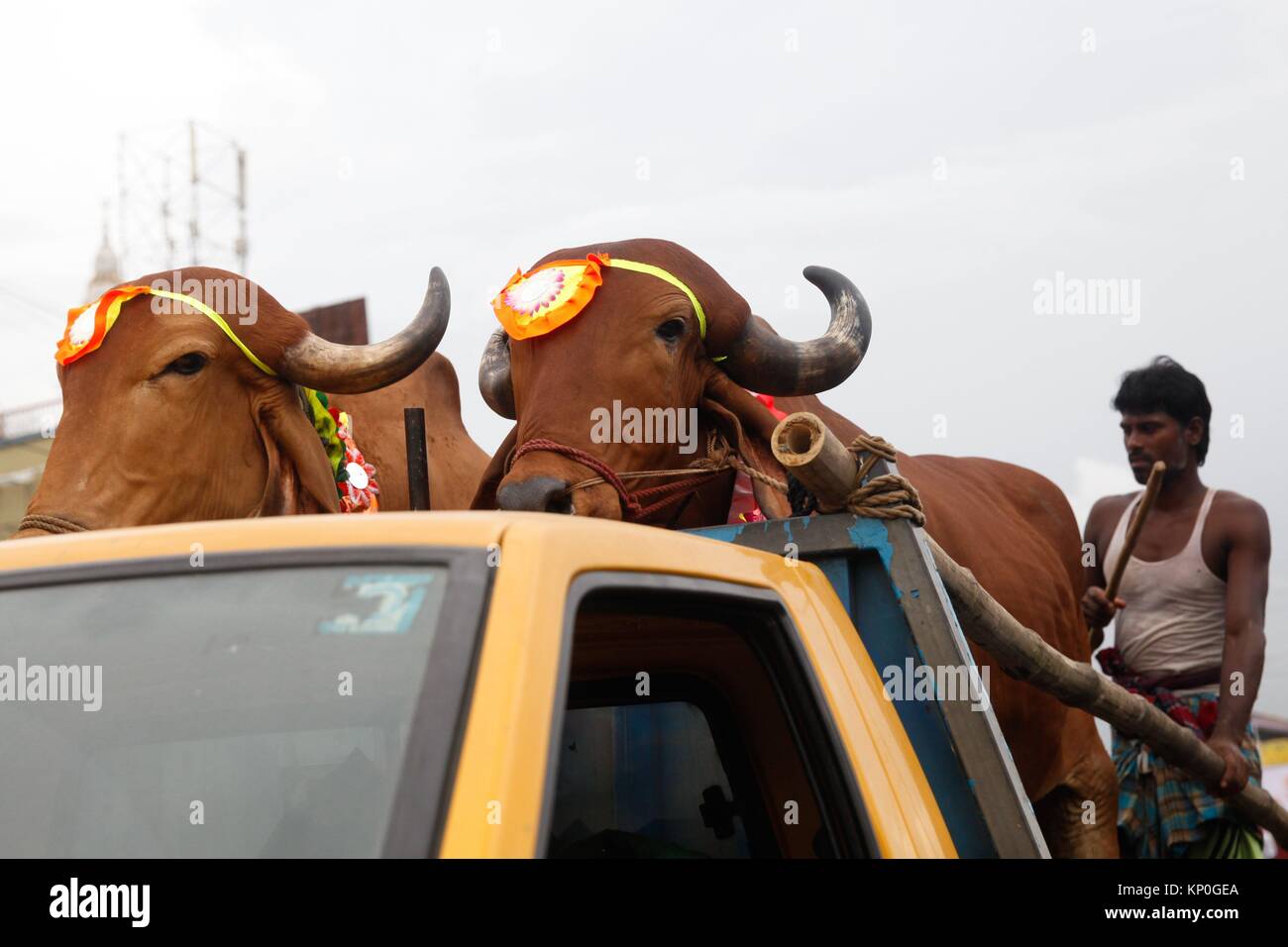 Men lead cows at a cattle market the day before Eid-al-Adha in Dhaka ...