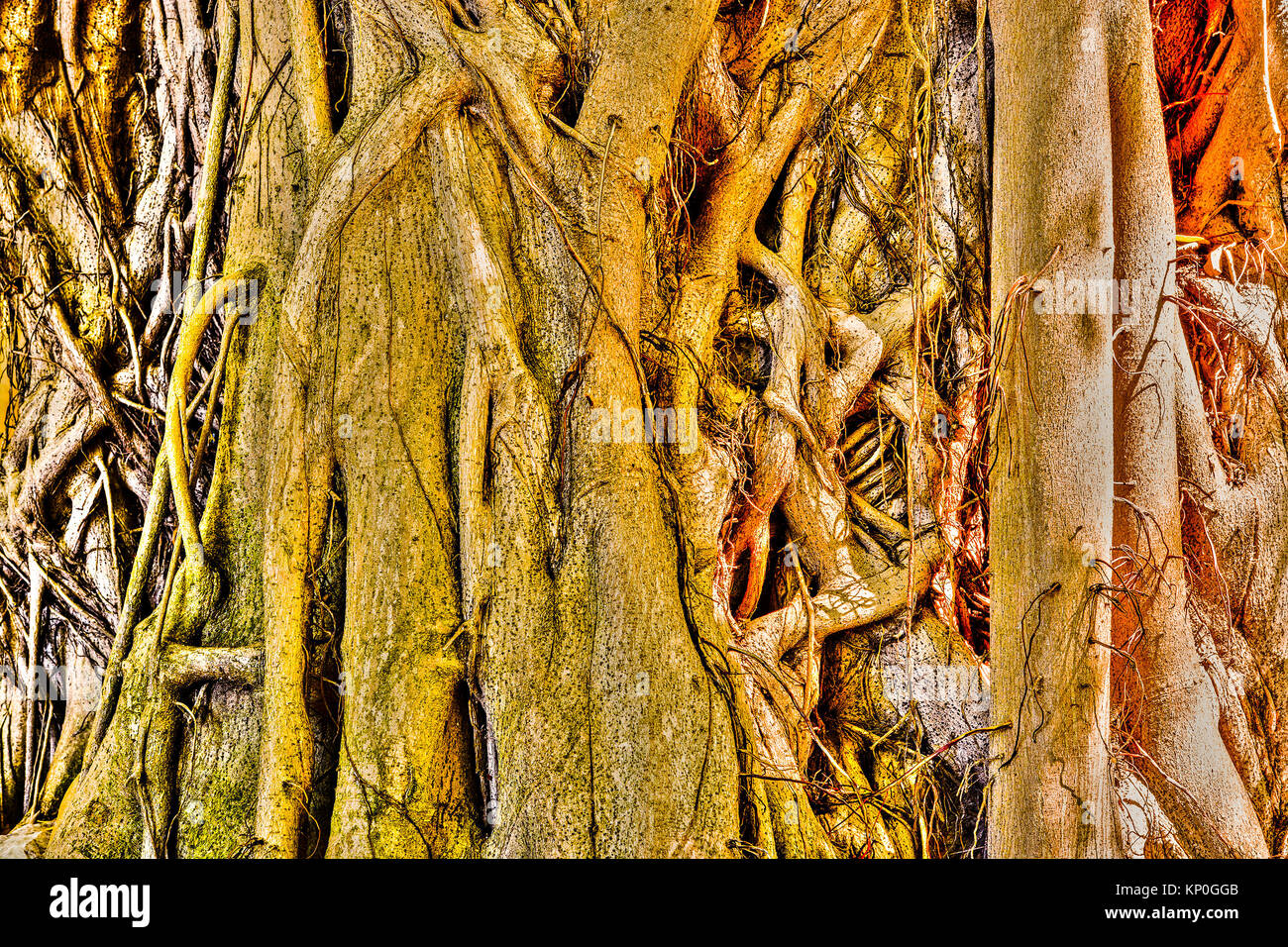 Painting tree trunks hi-res stock photography and images - Alamy
