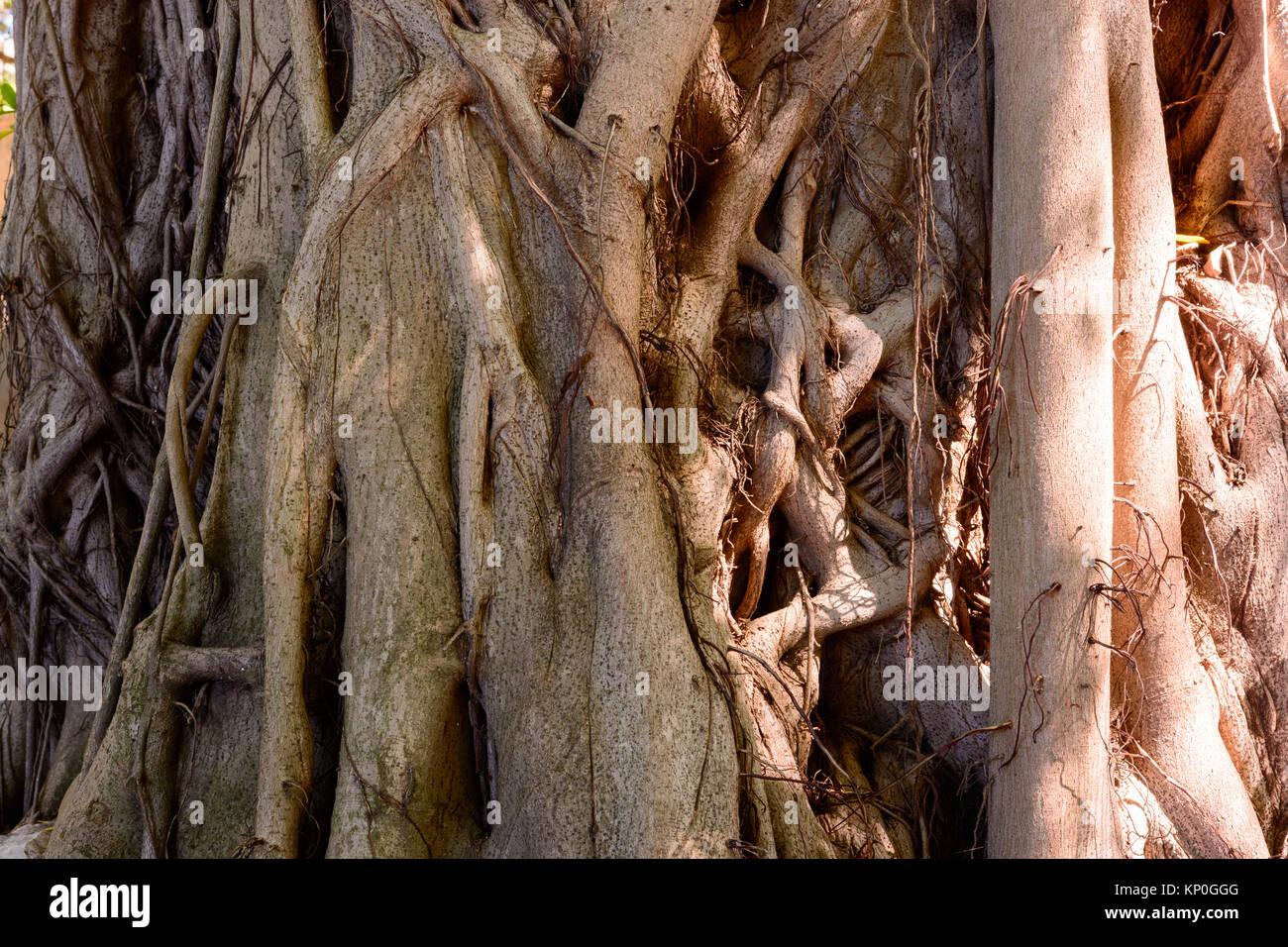 Fine art color close up outdoor nature image of massive tree roots and ...