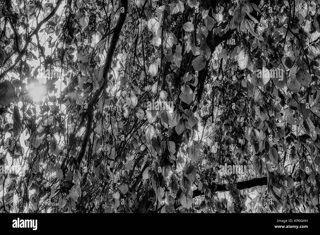 Sunlight through tree branches Black and White Stock Photos & Images ...