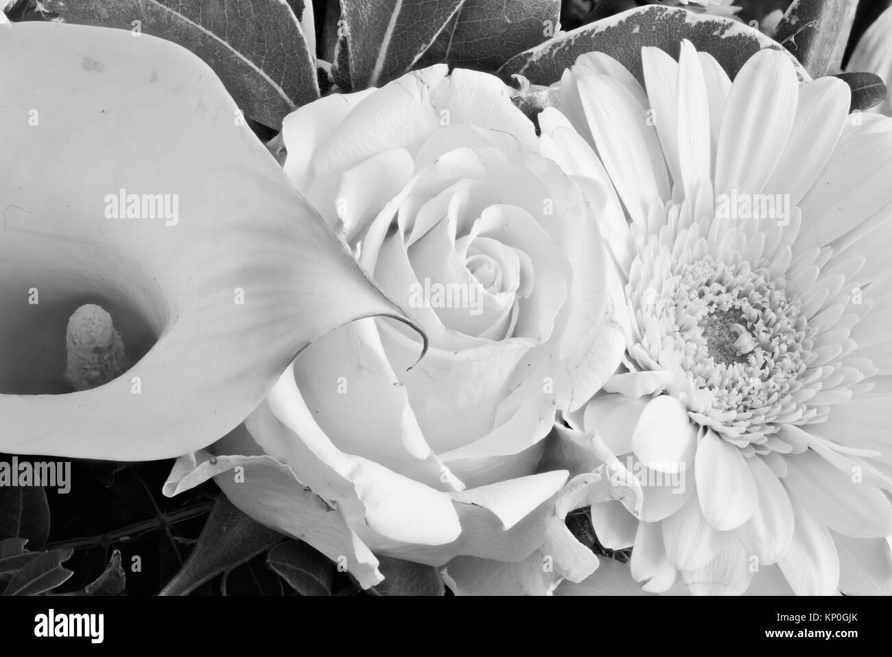 Gerbera sublime hi-res stock photography and images - Alamy