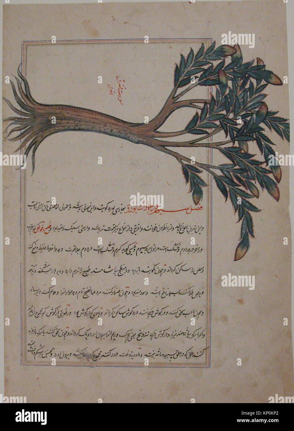 A manuscript folio illustrating plants and animals, reflecting medieval ...