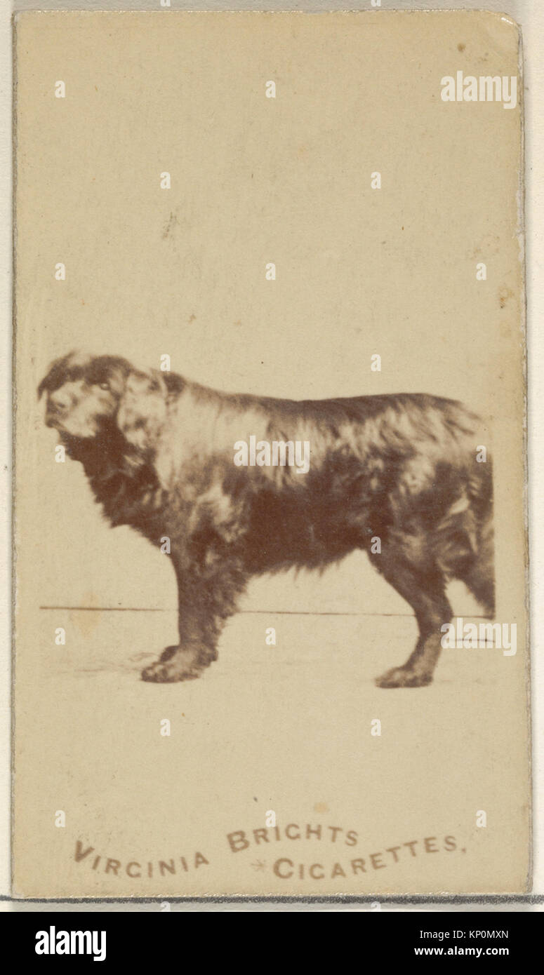 The dogs series hi-res stock photography and images - Alamy