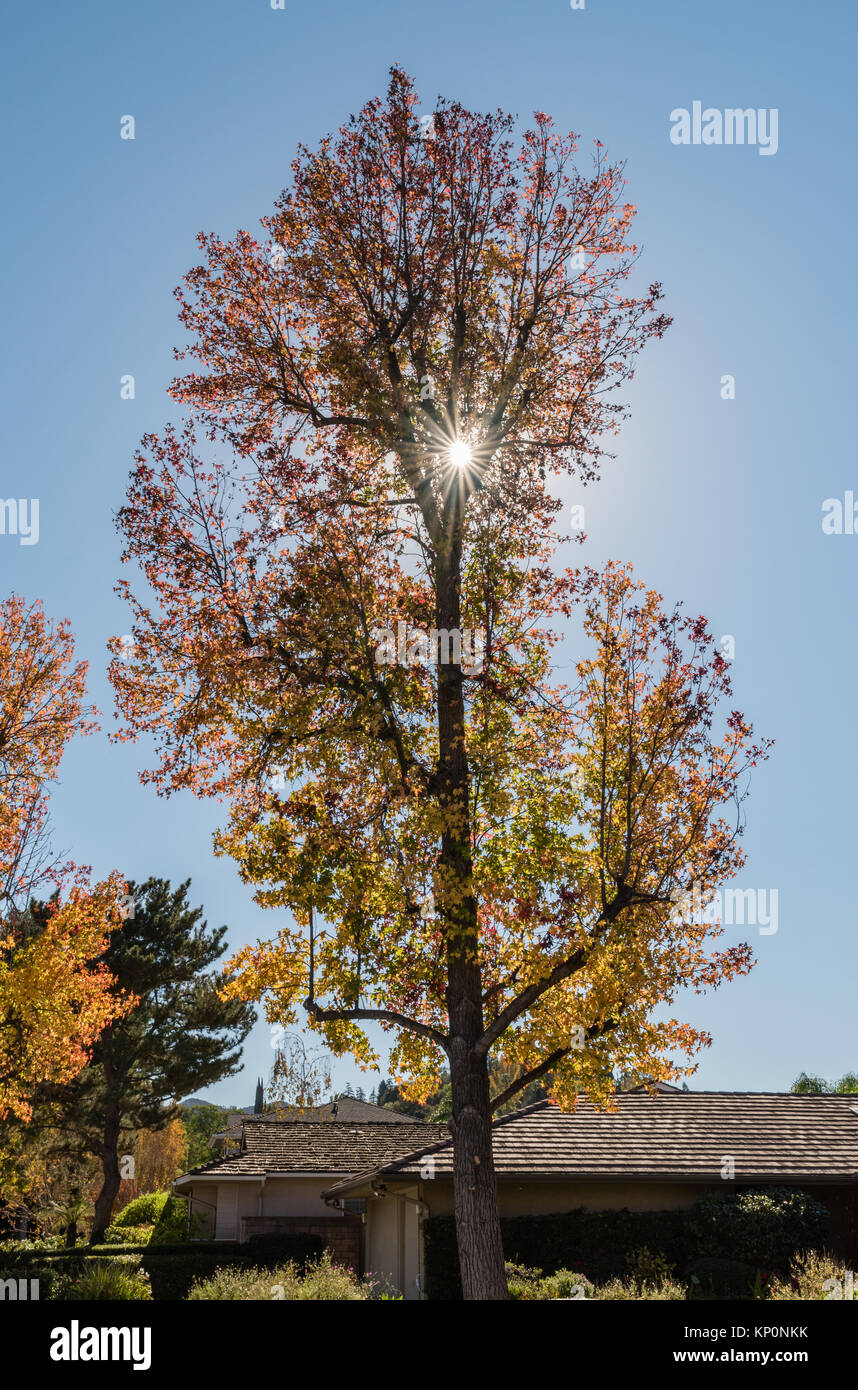Golden fall in Southern California - kind of, in mid December, and set ...