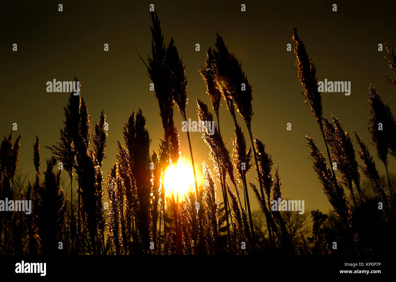 Reeds in The Great Marsh in Barnstable, Massachusetts, USA(Cape Cod) on ...