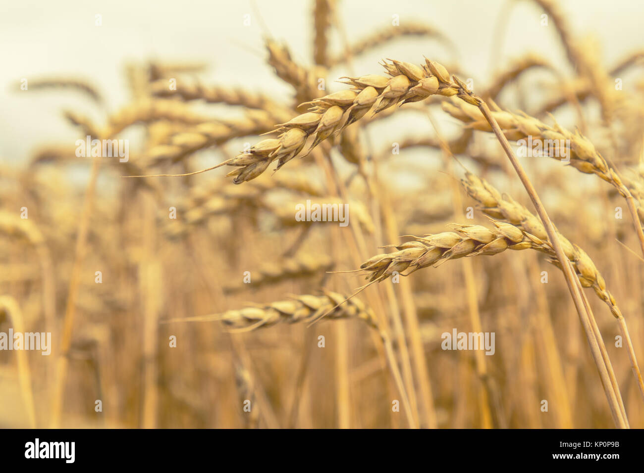 Agricultural fragmental panorama of the wheat field. Ripe wheat and ...