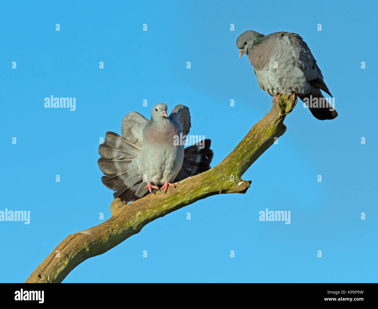 Stock Doves Columba oenas pairwinter Stock Photo - Alamy