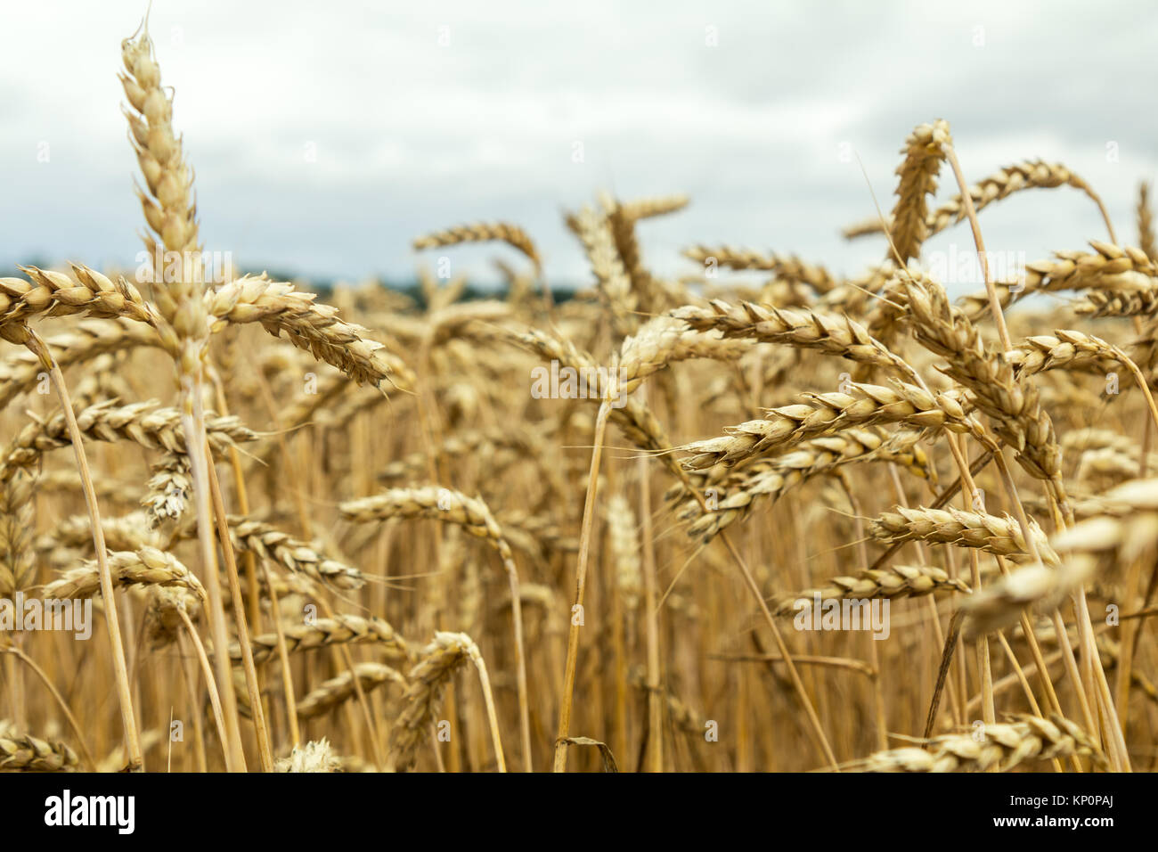 Agricultural fragmental panorama of the wheat field. Ripe wheat and ...