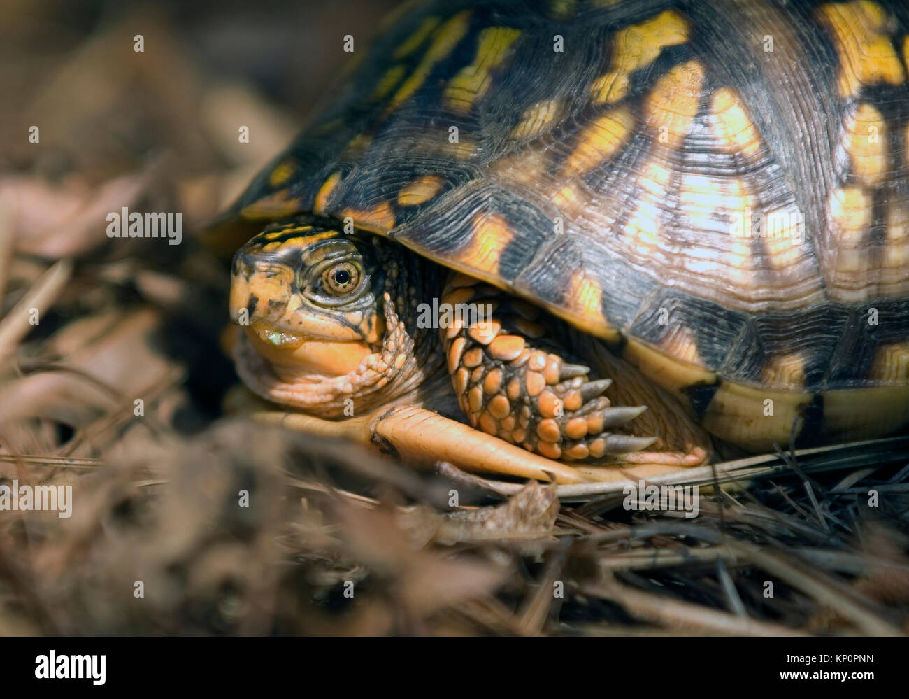 Eastern box turtle hi-res stock photography and images - Alamy