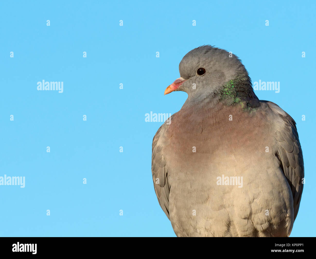 Stock Dove Columba oenas Stock Photo - Alamy
