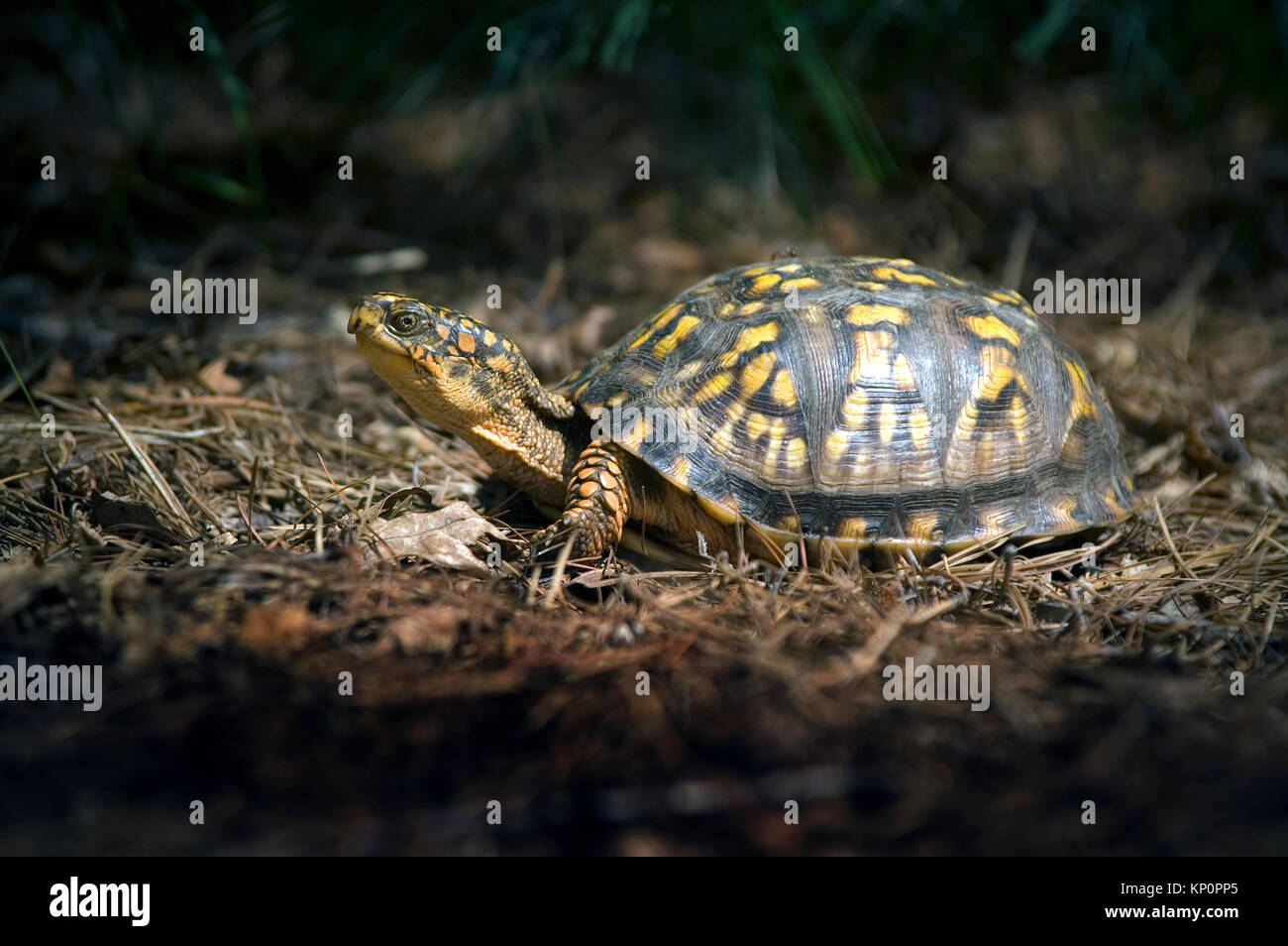 Box turtle hi-res stock photography and images - Alamy