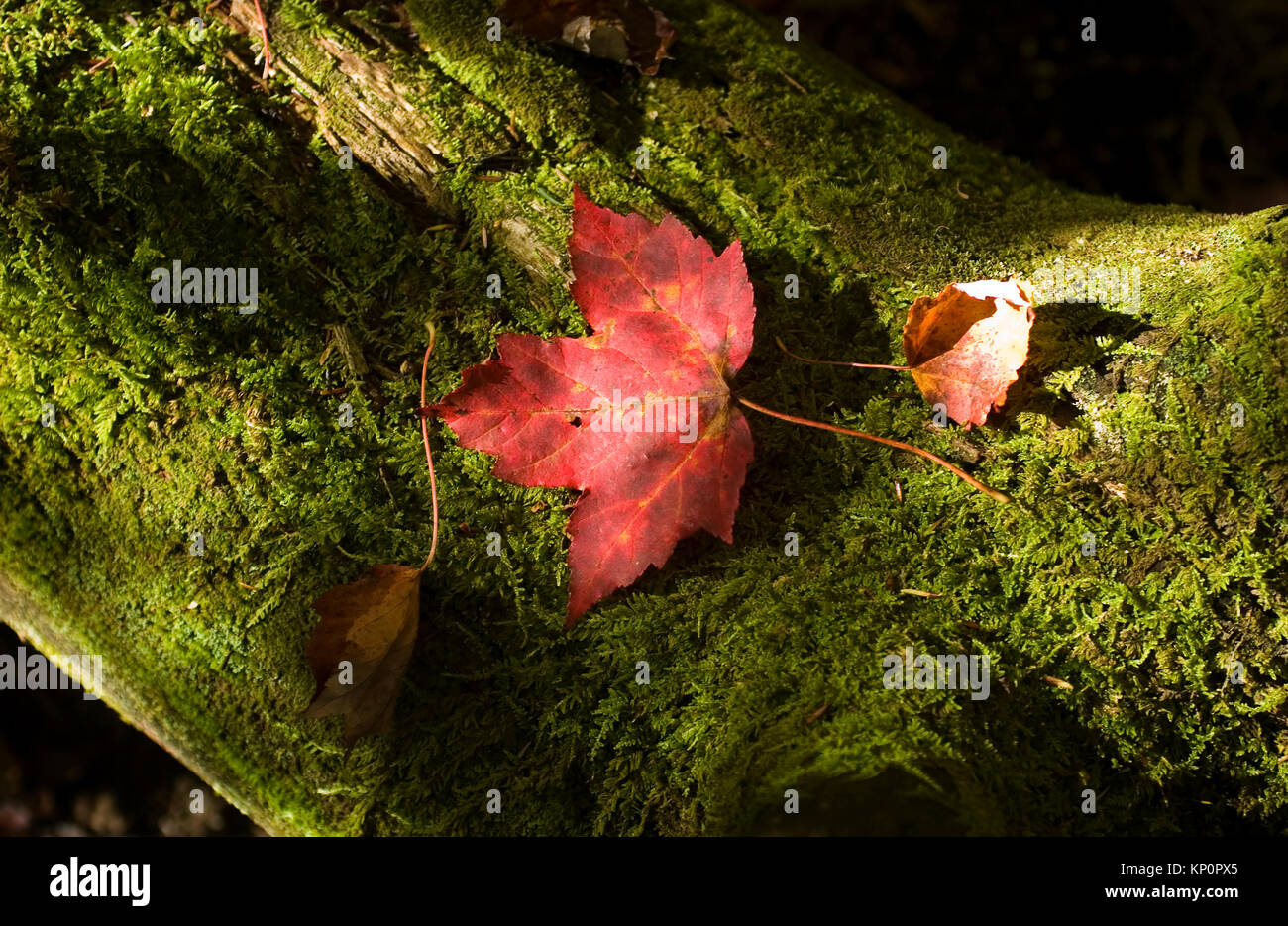 Rotten leaf hi-res stock photography and images - Alamy