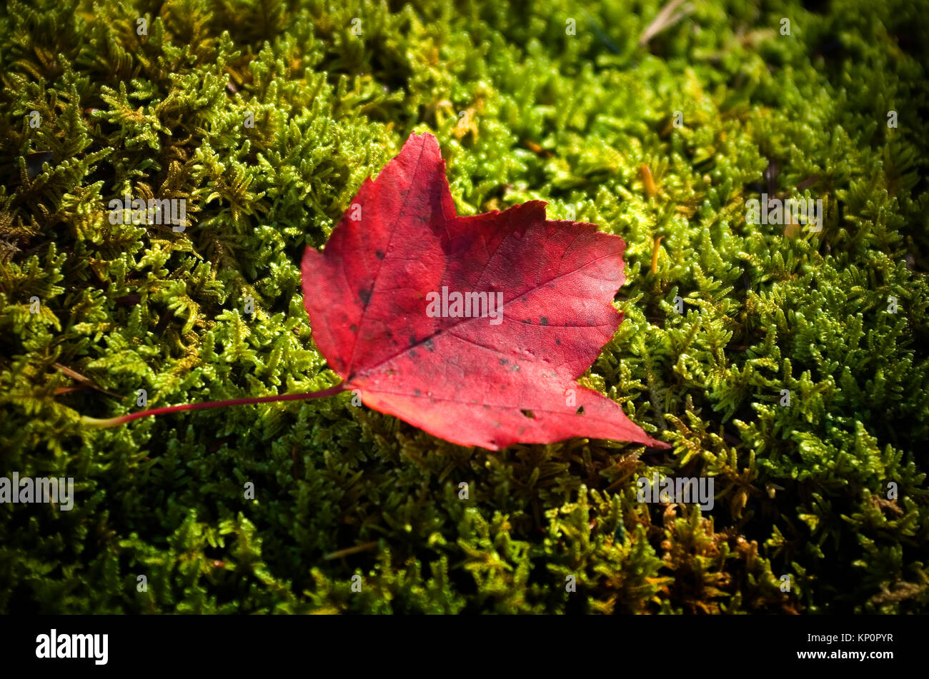 A fallen maple leaf on the forest floor in Campton, New Hampshire, USA ...