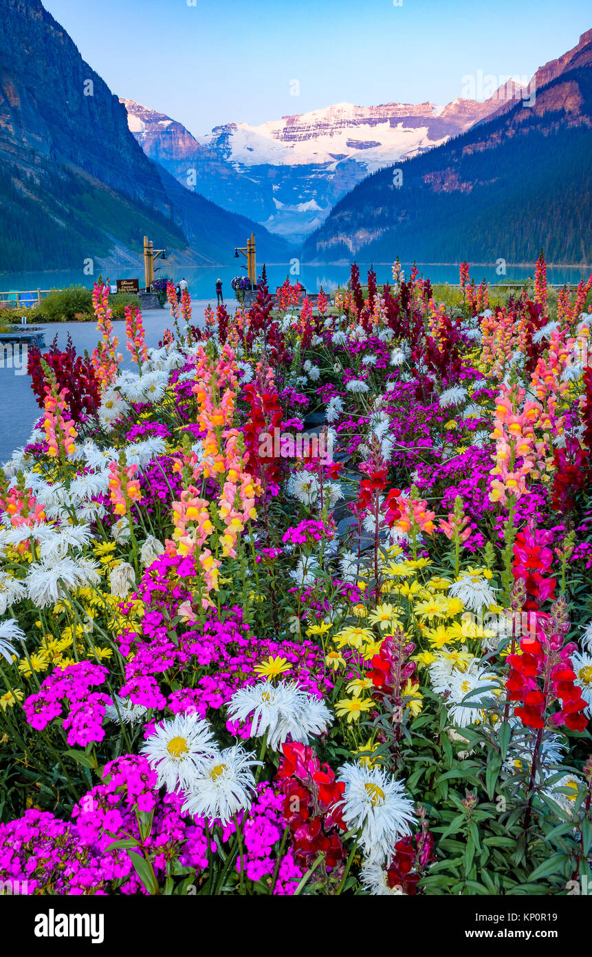 Banff national park flowers hi-res stock photography and images - Alamy