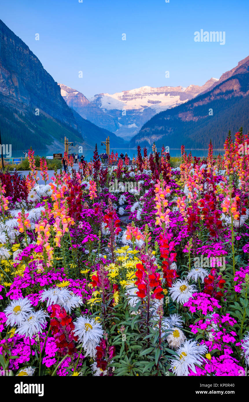 Summer Flowers In Alberta High Resolution Stock Photography and Images ...