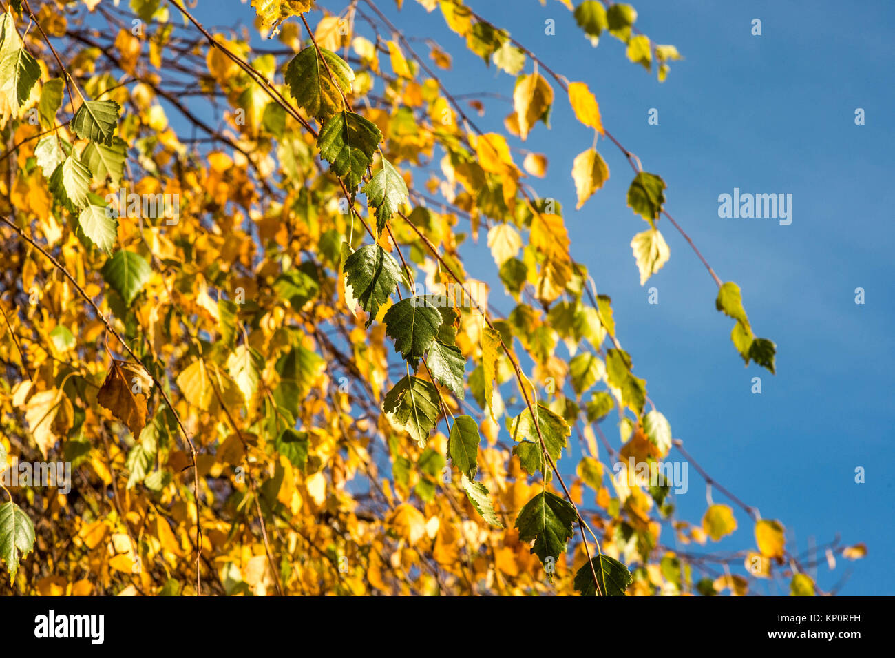 Silver Birch Tree Leaves in Autumn Stock Photo - Alamy