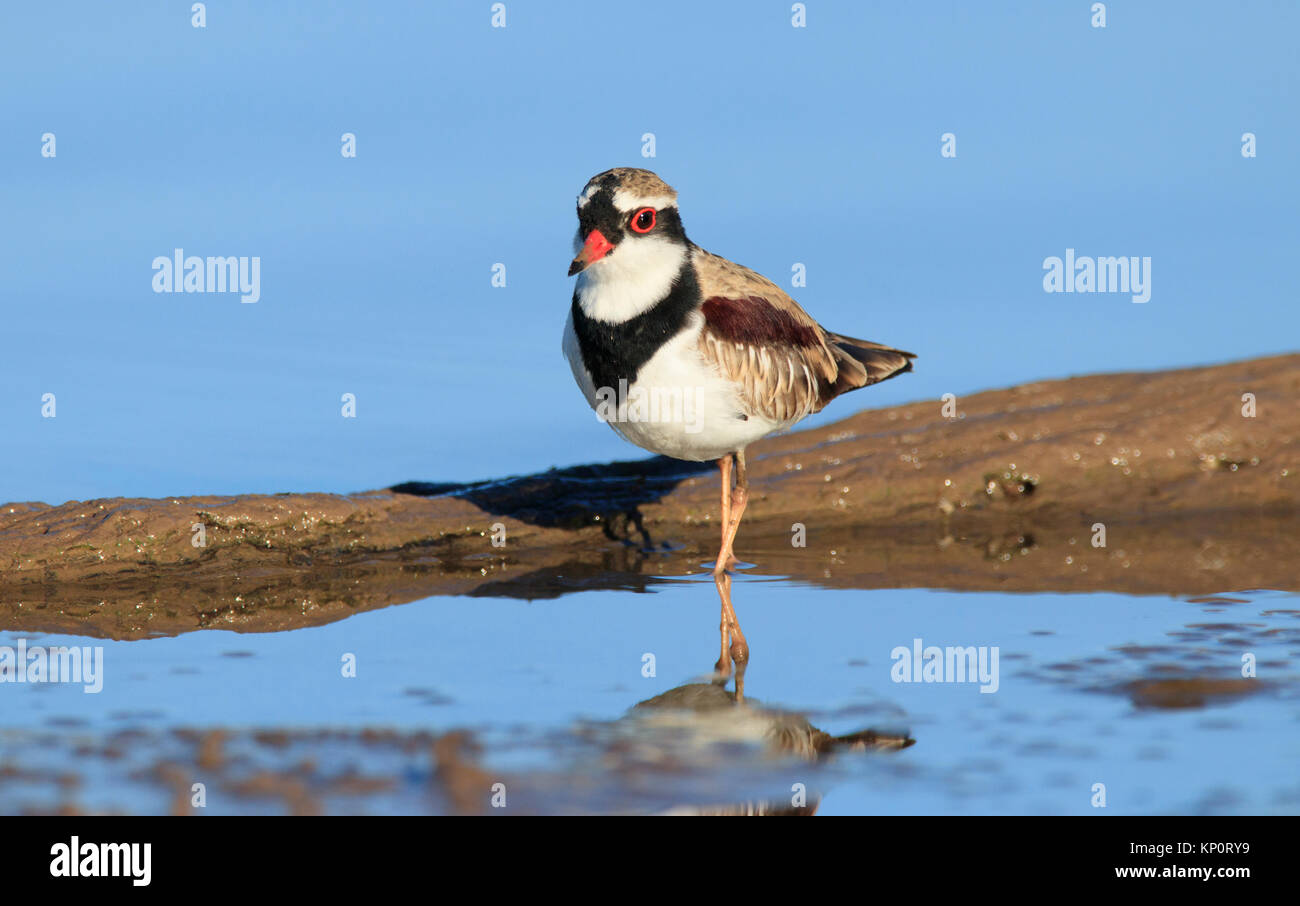 A Black-fronted Dotterel, Elseyornis melanops, wading on a lake shore ...