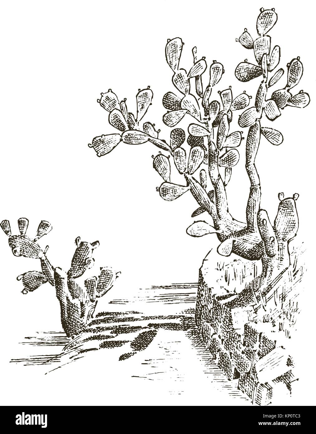 Prickly Pear Cactus Drawing