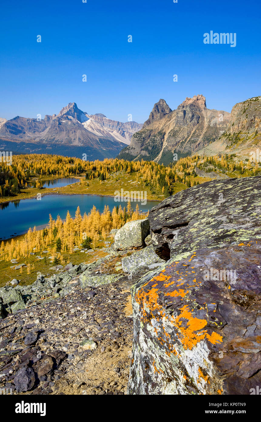 Opabin Plateau, Yoho National Park, British Columbia, Canada Stock ...