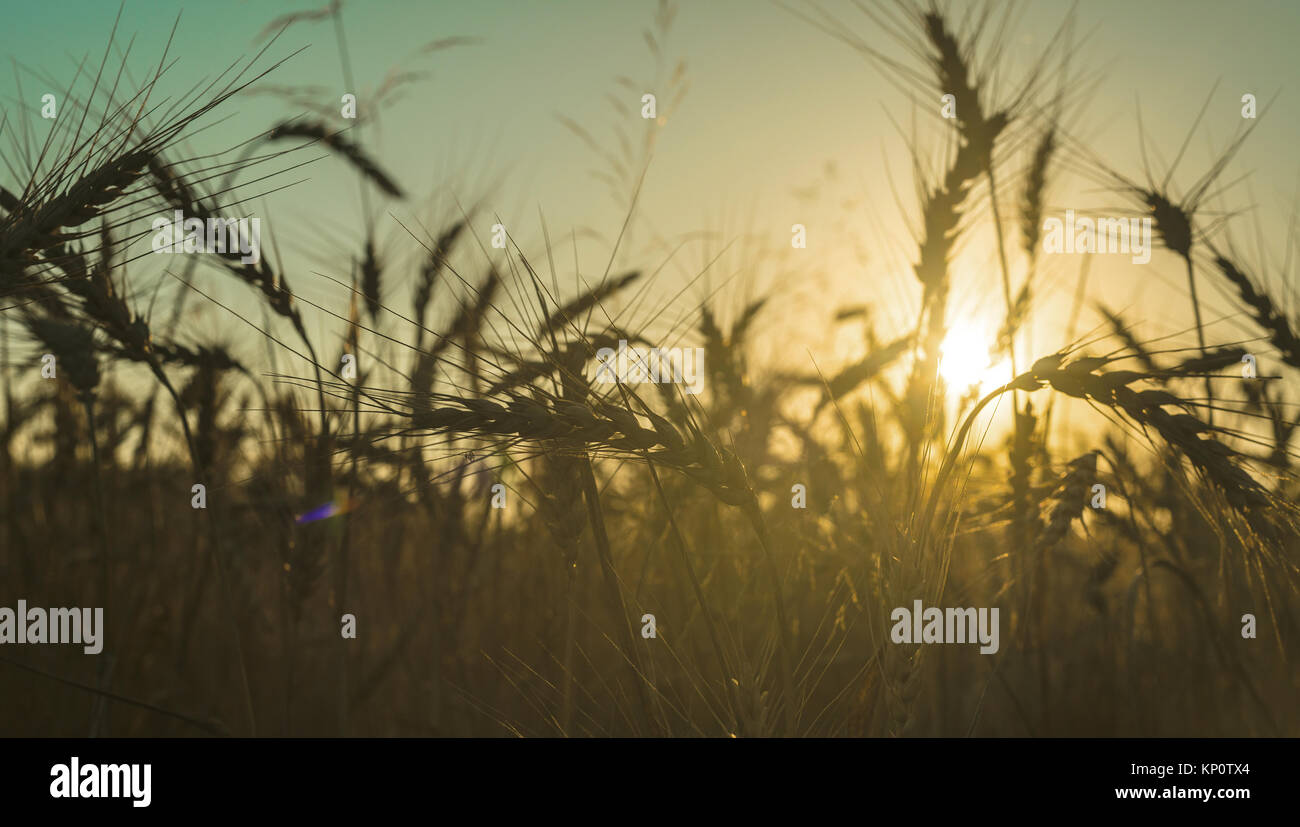 rye field at sunset Stock Photo - Alamy