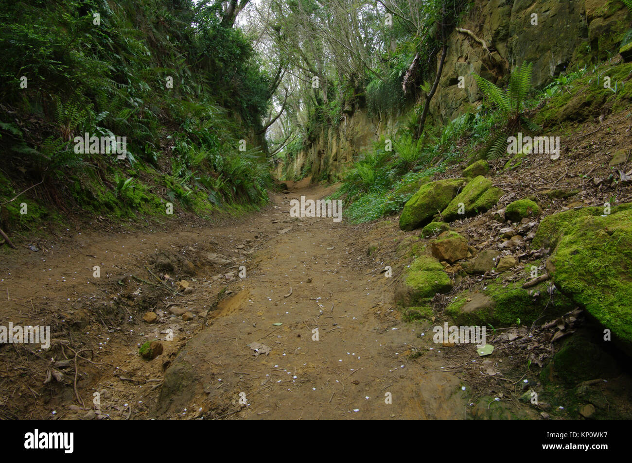 Hell Lane, Symondsbury, Dorset Stock Photo - Alamy