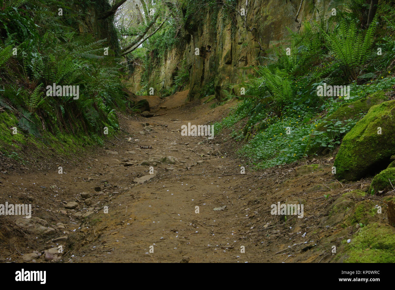 Hell Lane, Symondsbury, Dorset Stock Photo - Alamy