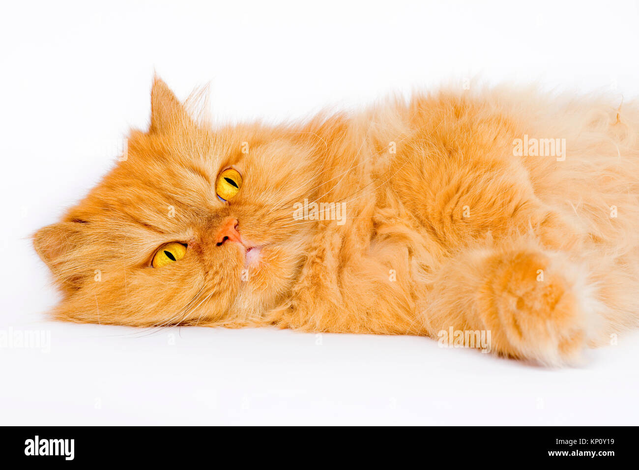 Persian cat ginger hi-res stock photography and images - Alamy