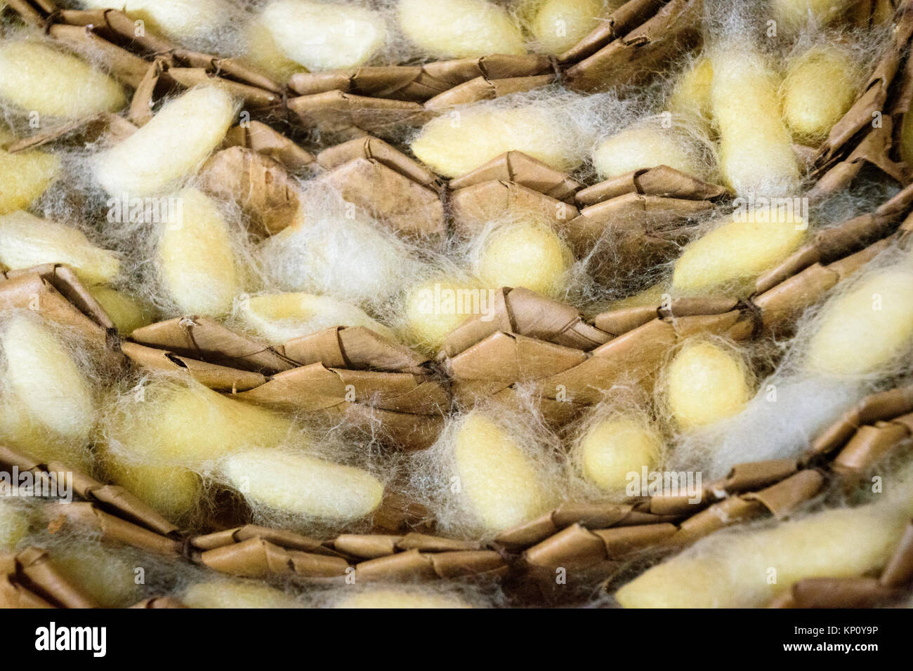 Natural silk farming and handcrafted manufacture of silk artifacts ...