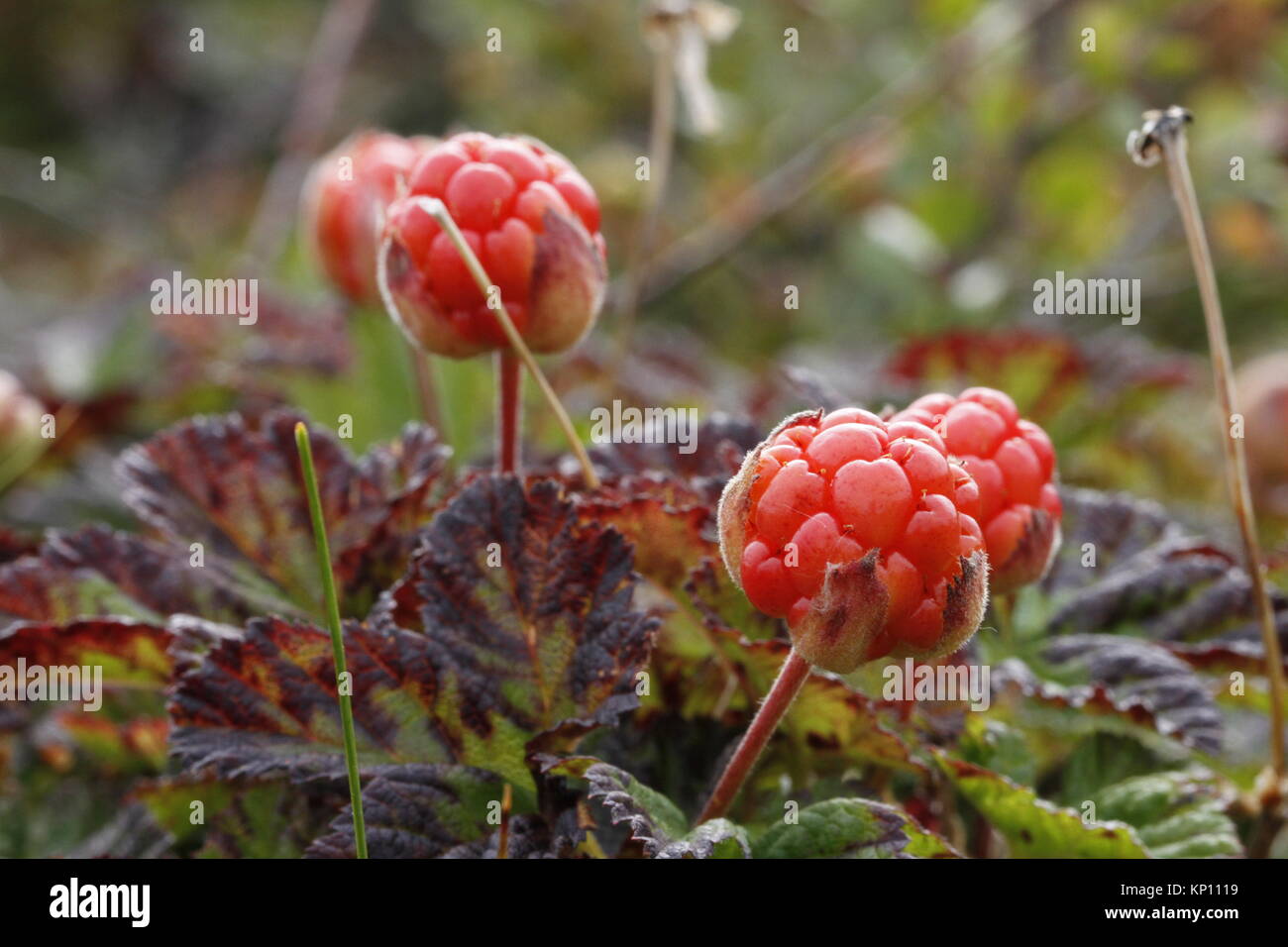 Cloudberries plant hi-res stock photography and images - Alamy
