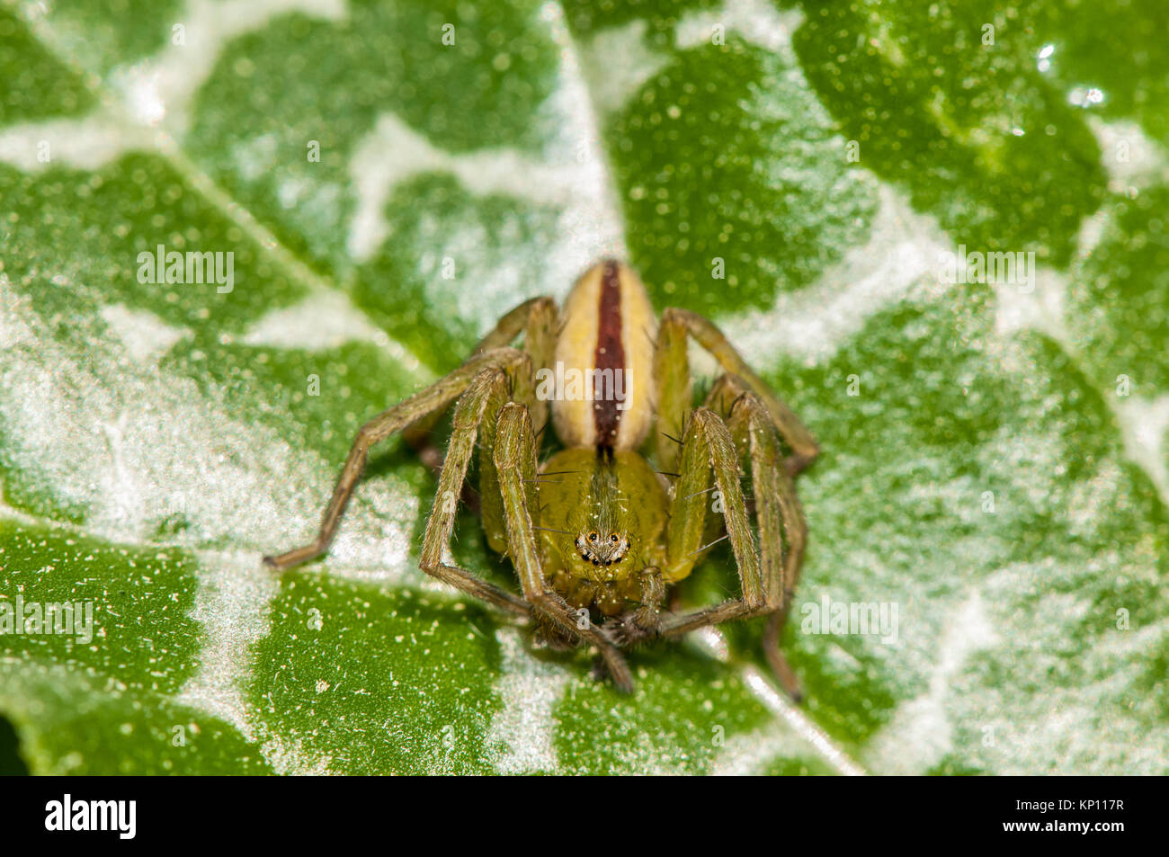 close-up view of a green huntsman spider, Micrommata virescens, on top ...