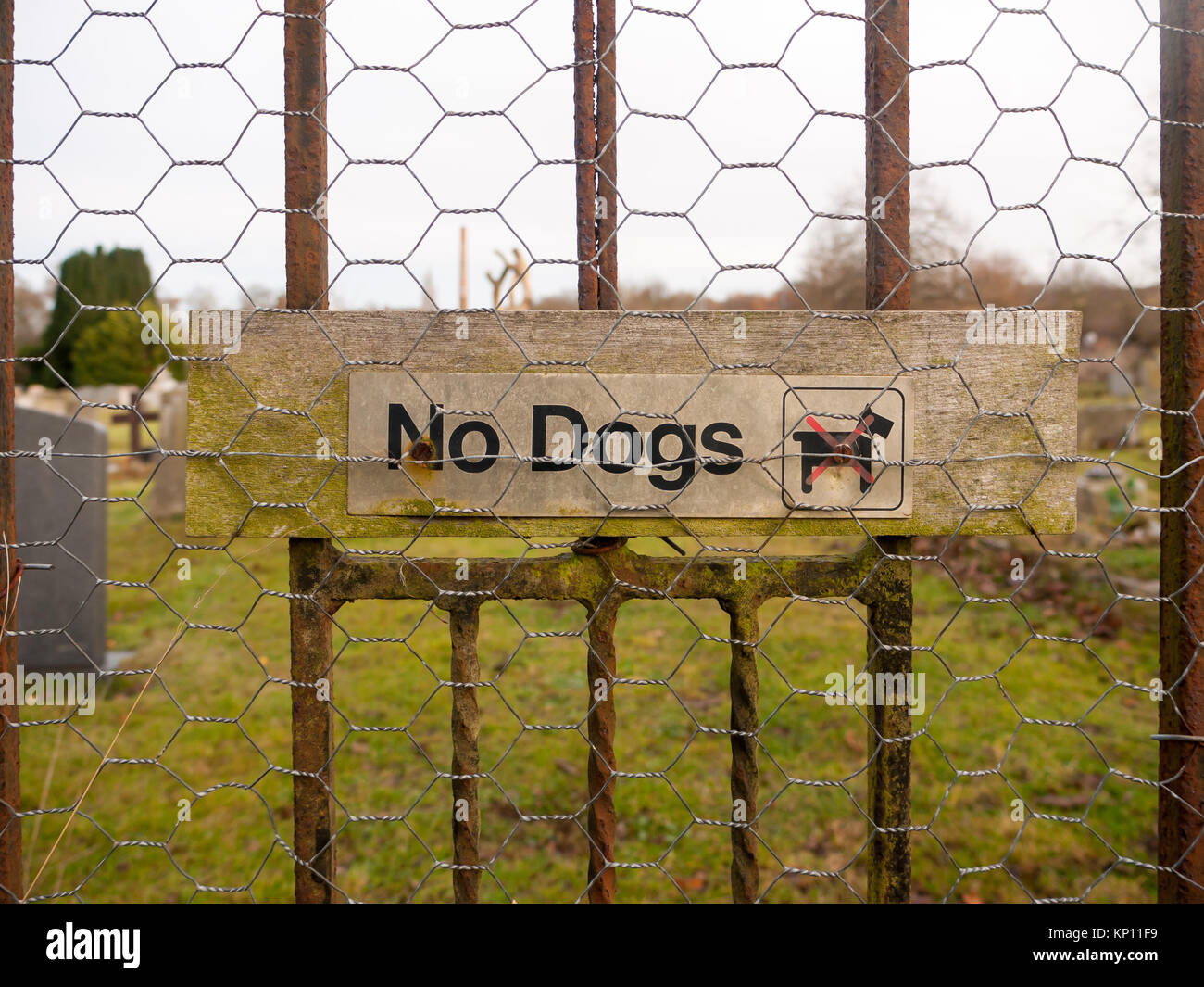 old weathered no dogs sign on metal fence; essex; england; uk Stock ...