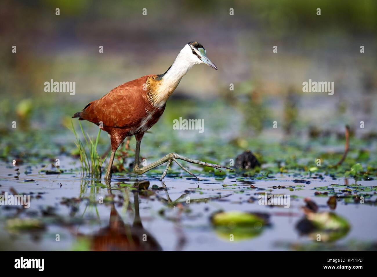 African Jacana Actophilornis Africana Stock Photos & African Jacana ...