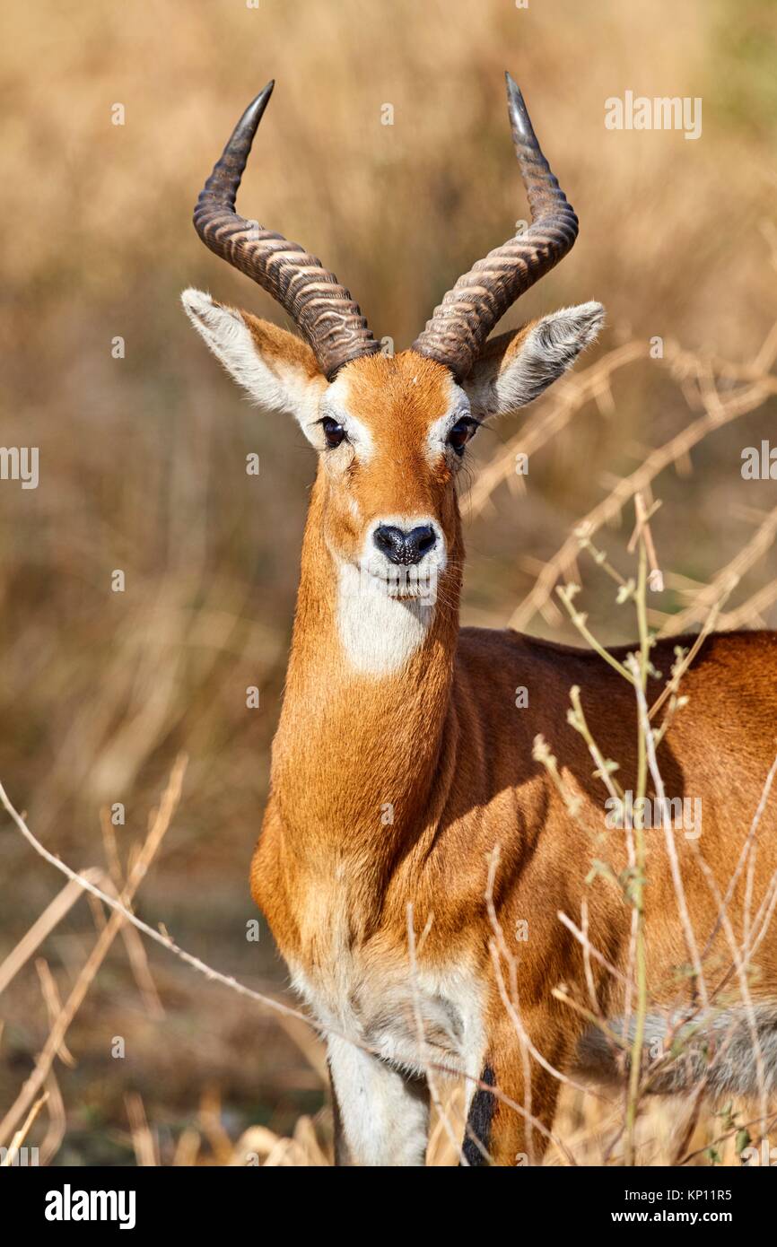 Kobus Thomasi High Resolution Stock Photography and Images - Alamy