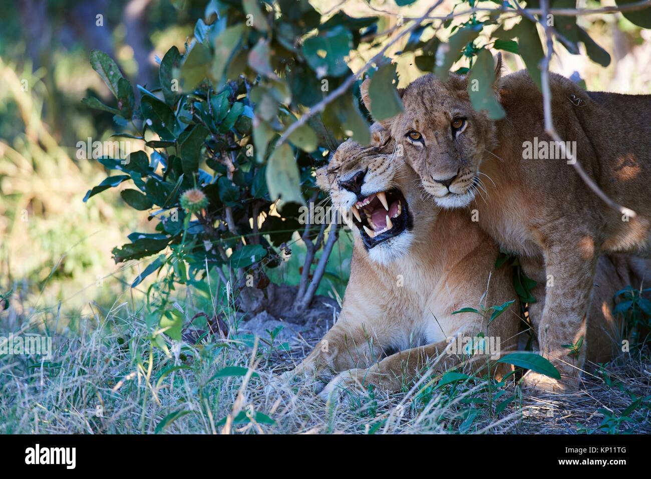 Lioness snarling at cub hi-res stock photography and images - Alamy