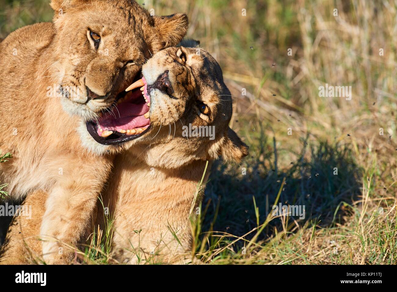 Lioness snarling at cub hi-res stock photography and images - Alamy
