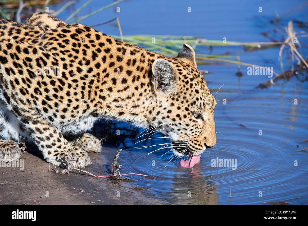 Leopard drinking High Resolution Stock Photography and Images - Alamy