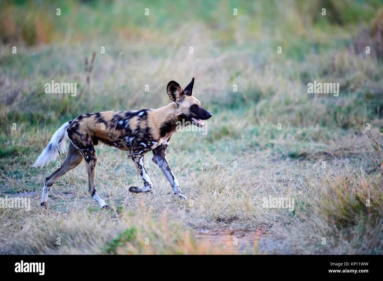 Lycaon hunt hi-res stock photography and images - Alamy