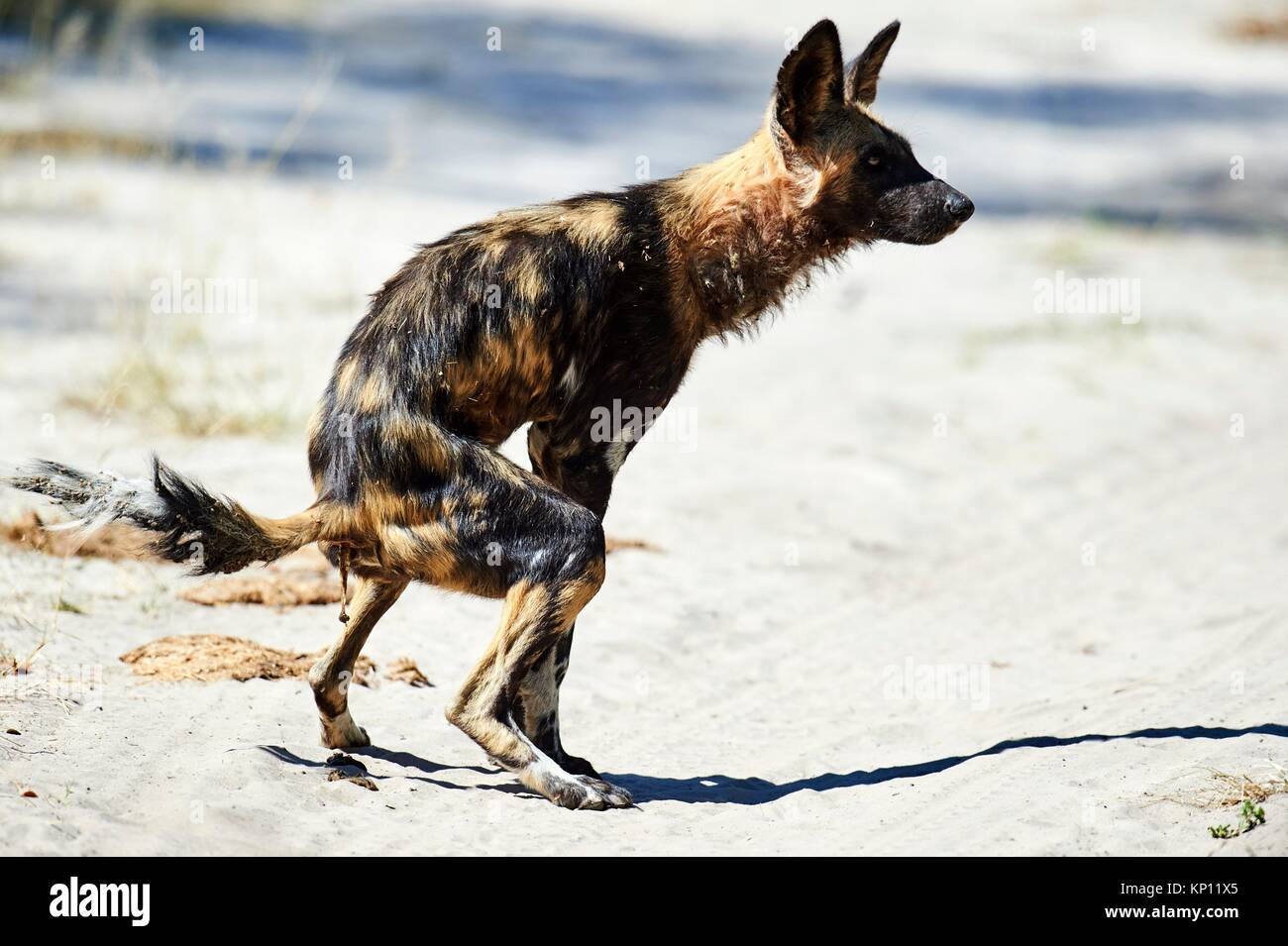 Southern africa animal droppings hi-res stock photography and images ...