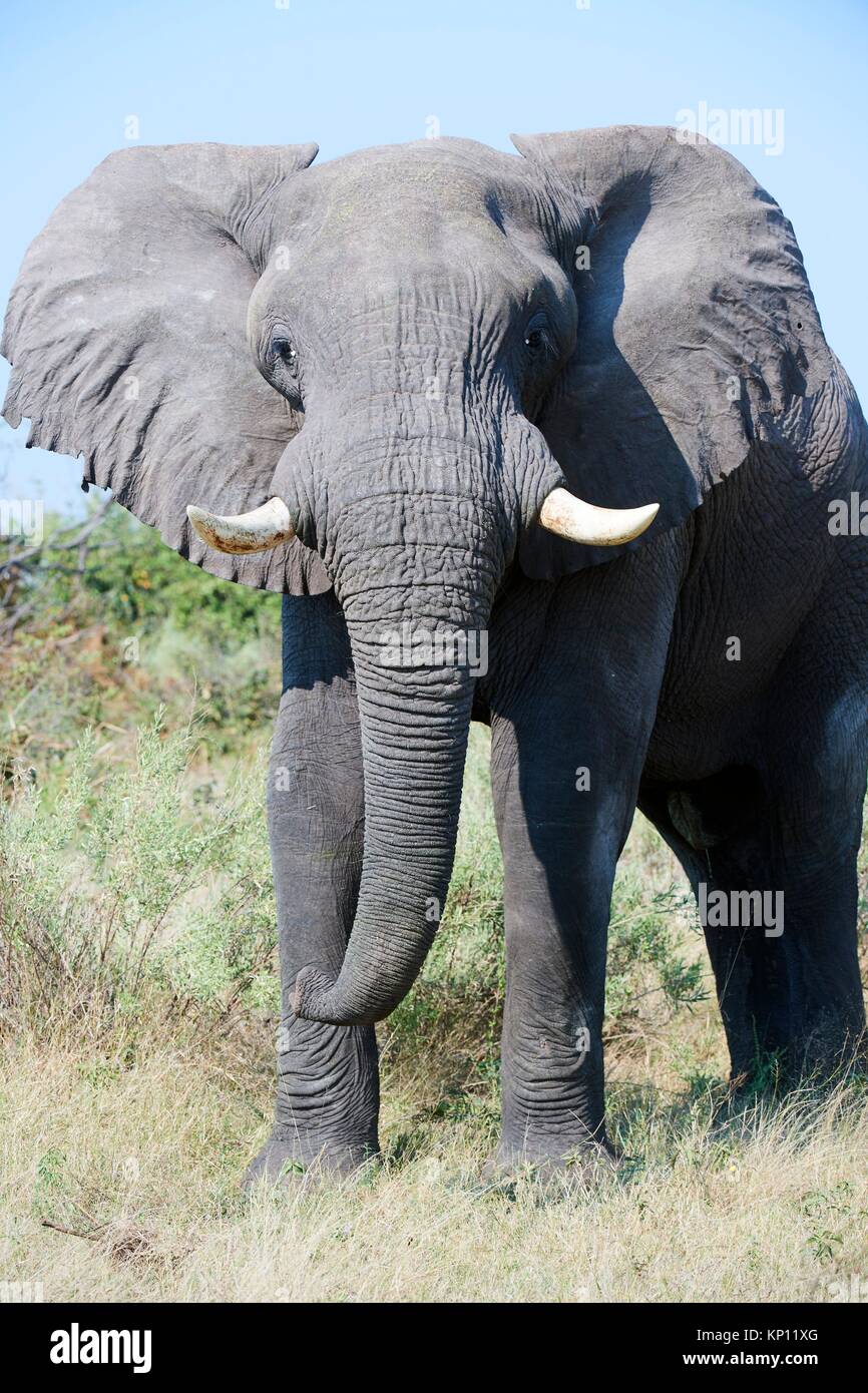 Elephant Facing Camera Stock Photos & Elephant Facing Camera Stock ...