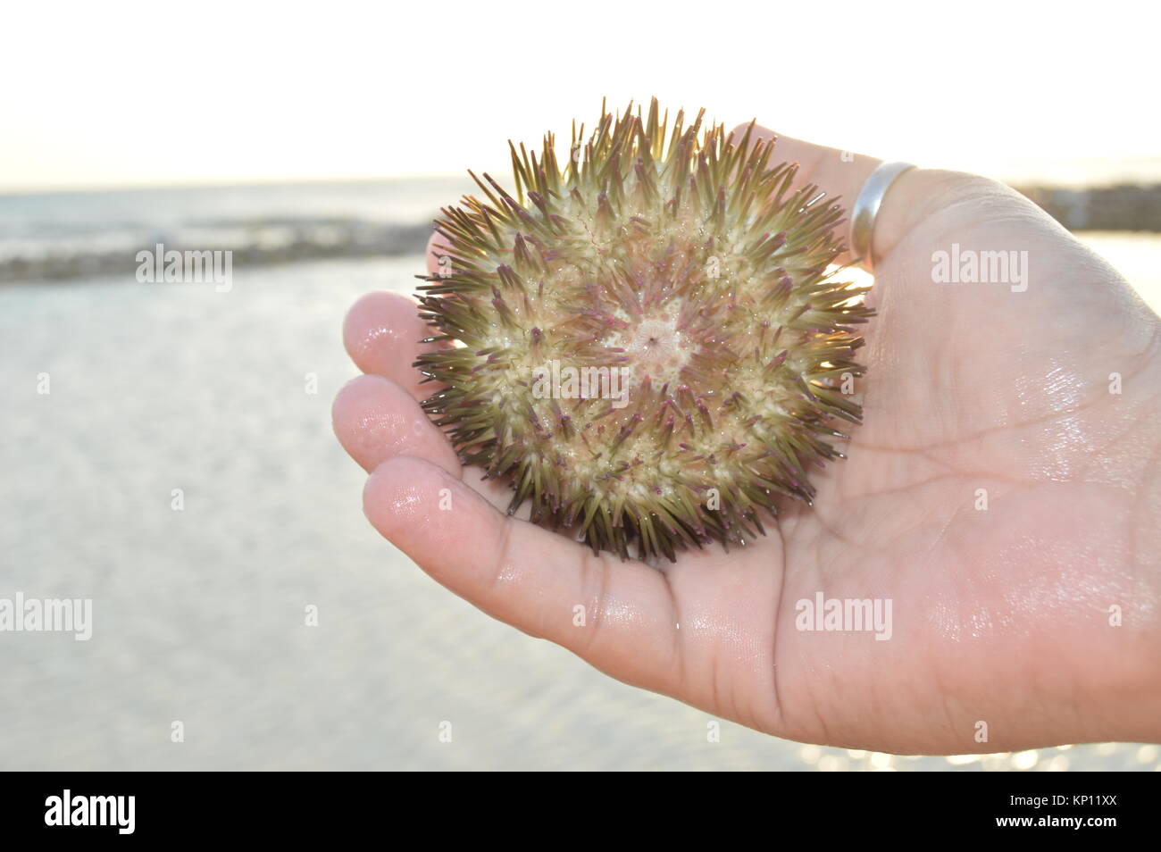 A hedgehogs life cycle hi-res stock photography and images - Alamy