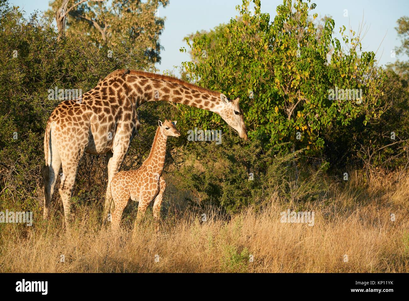 Giraffe calf hi-res stock photography and images - Alamy