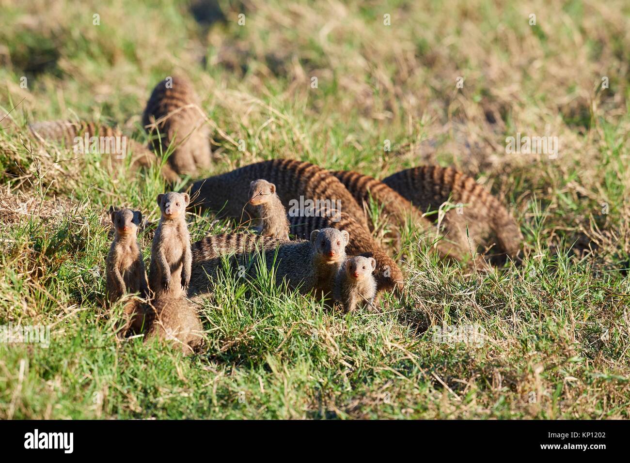 Mungo High Resolution Stock Photography and Images - Alamy