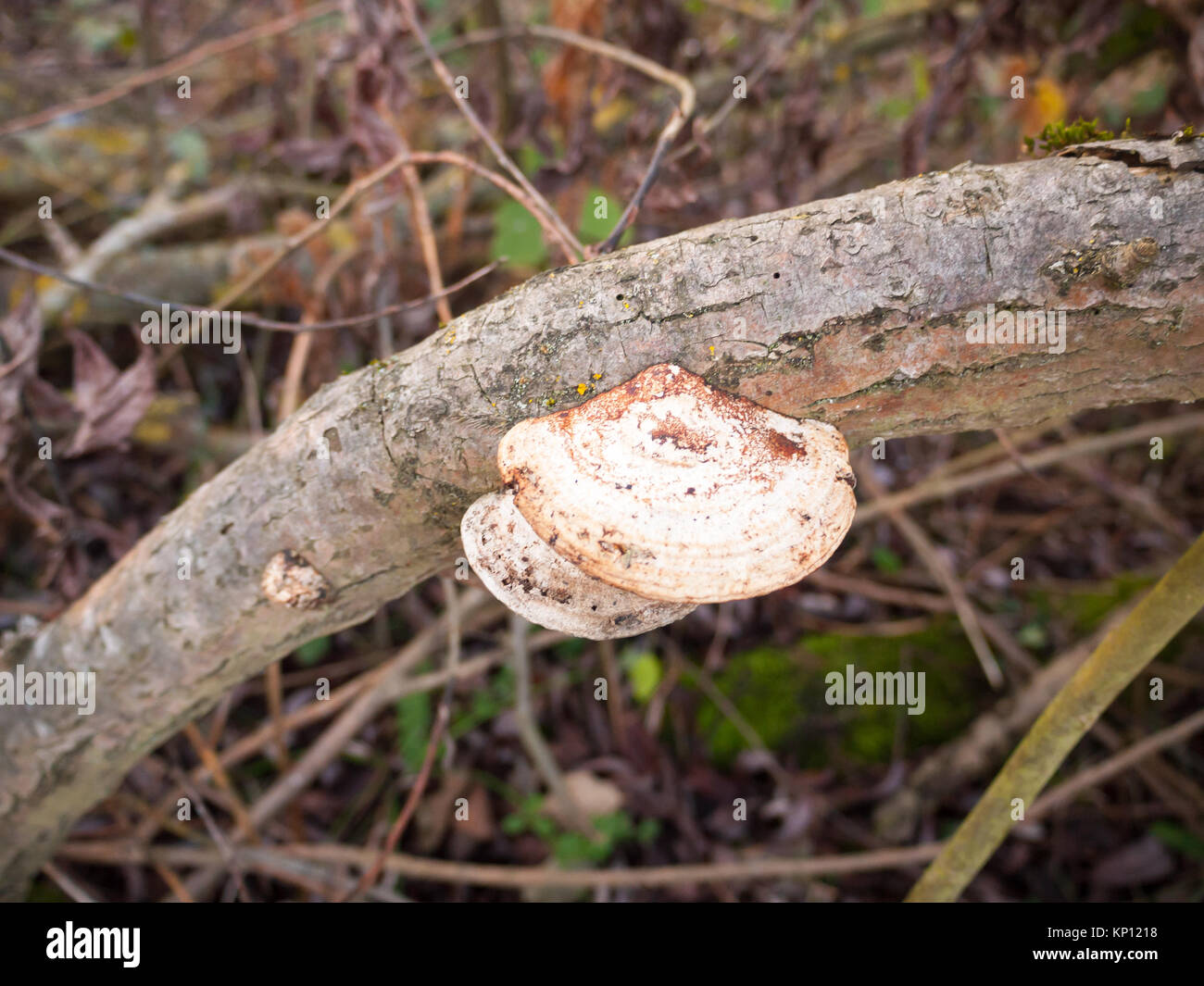 close up of sideways white platelet mushroom growing on dead tree ...