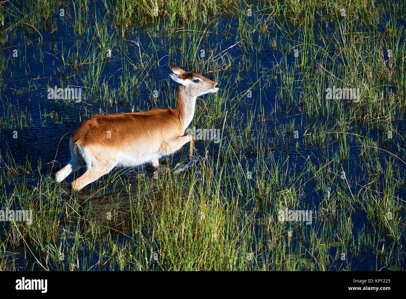 The lechwe southern kobus leche antelope botswana hi-res stock ...