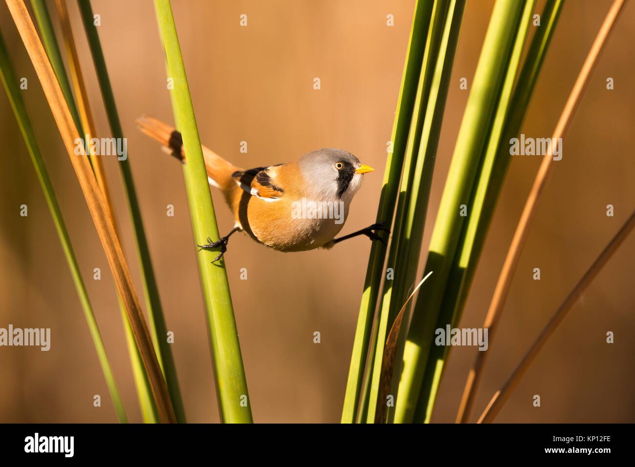 Bearded Parrotbill Stock Photos & Bearded Parrotbill Stock Images - Alamy