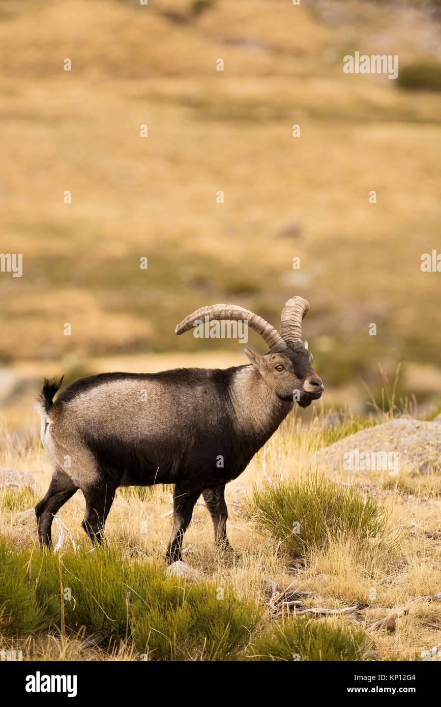 Iberian ibex goat hi-res stock photography and images - Alamy