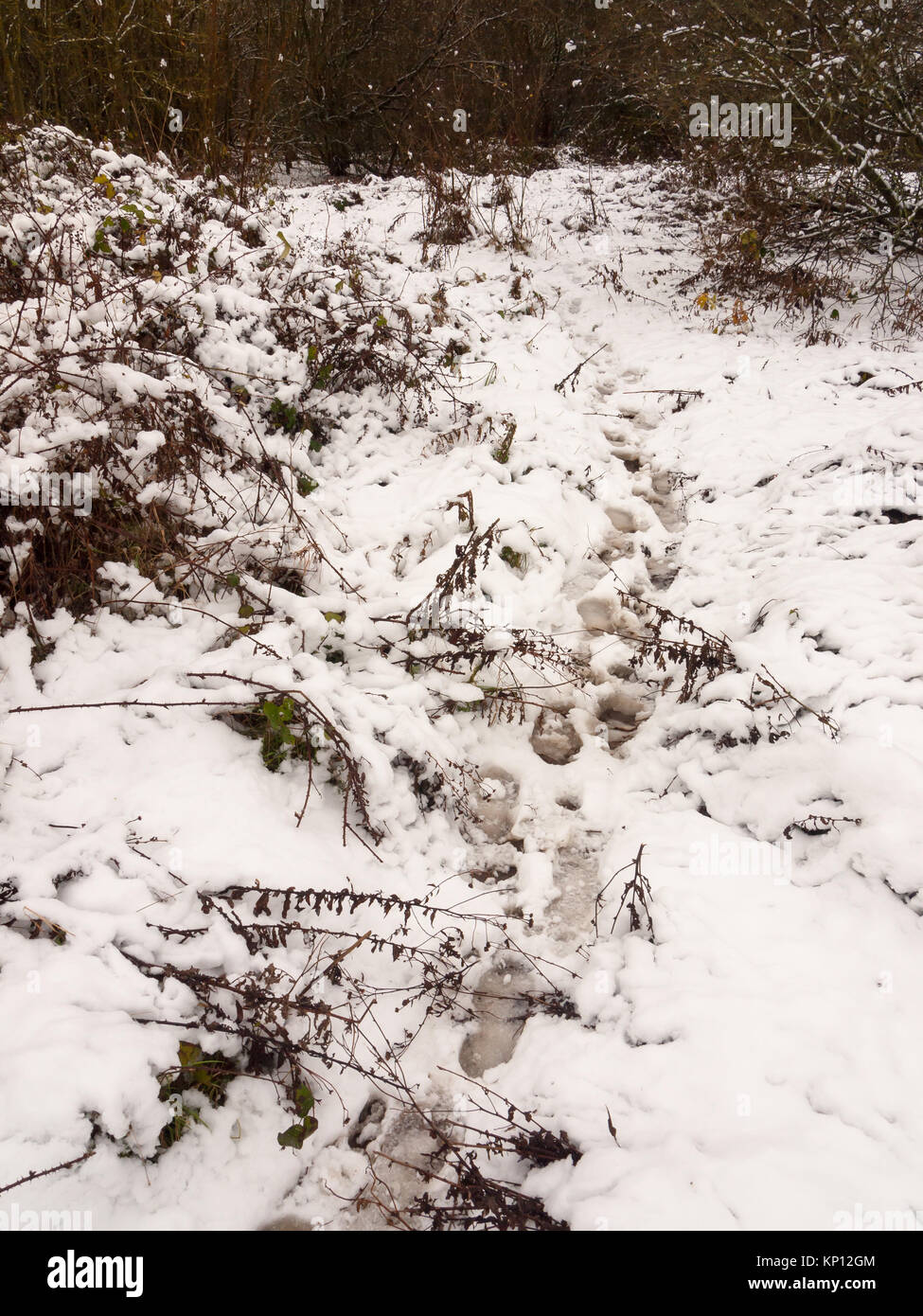 large footprints through snow floor outside winter december pathway ...