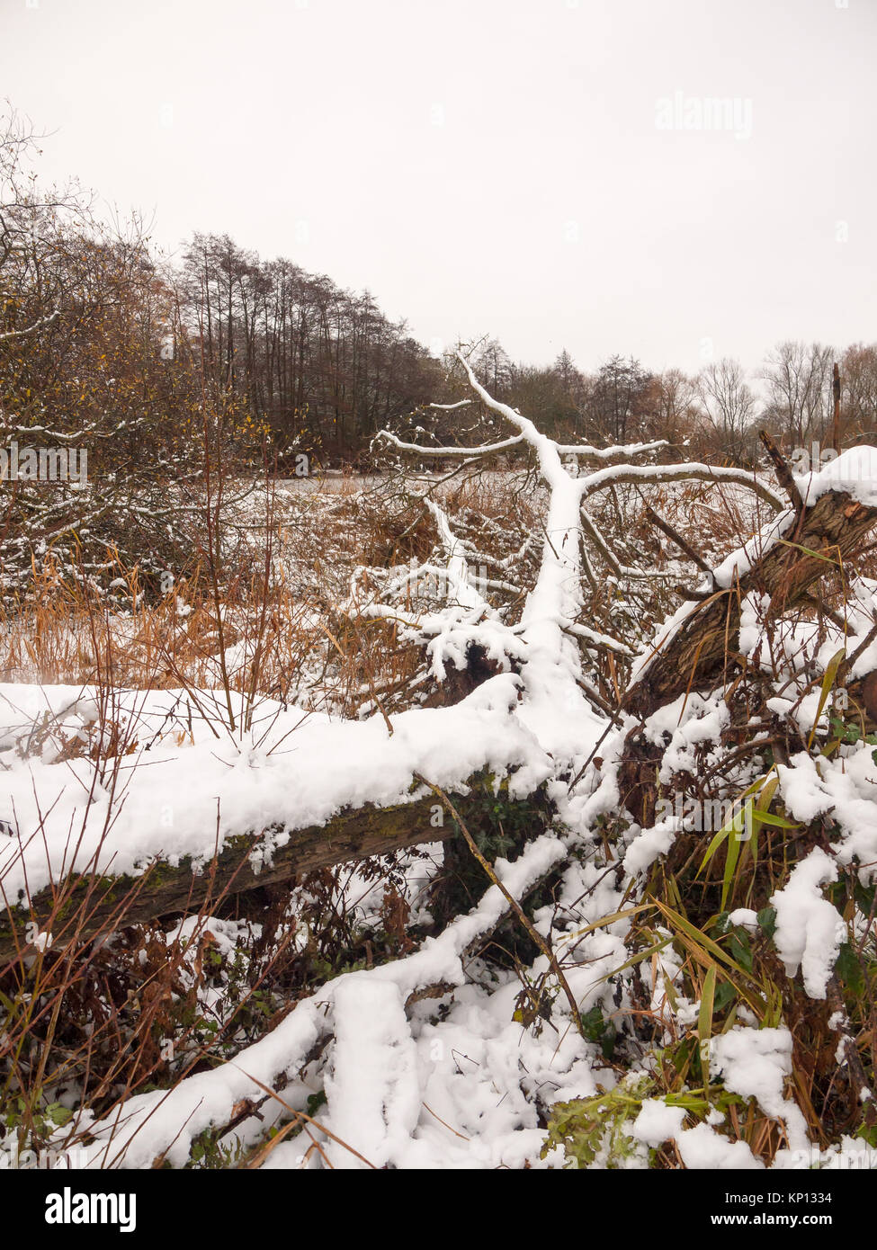 fallen split tree trunk bark covered in snow outside near lake country ...