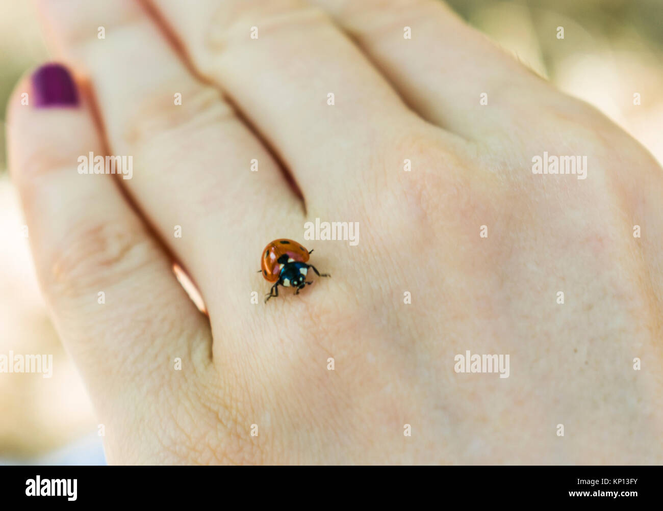 Ladybug on a woman's hand. In unity with nature Stock Photo - Alamy