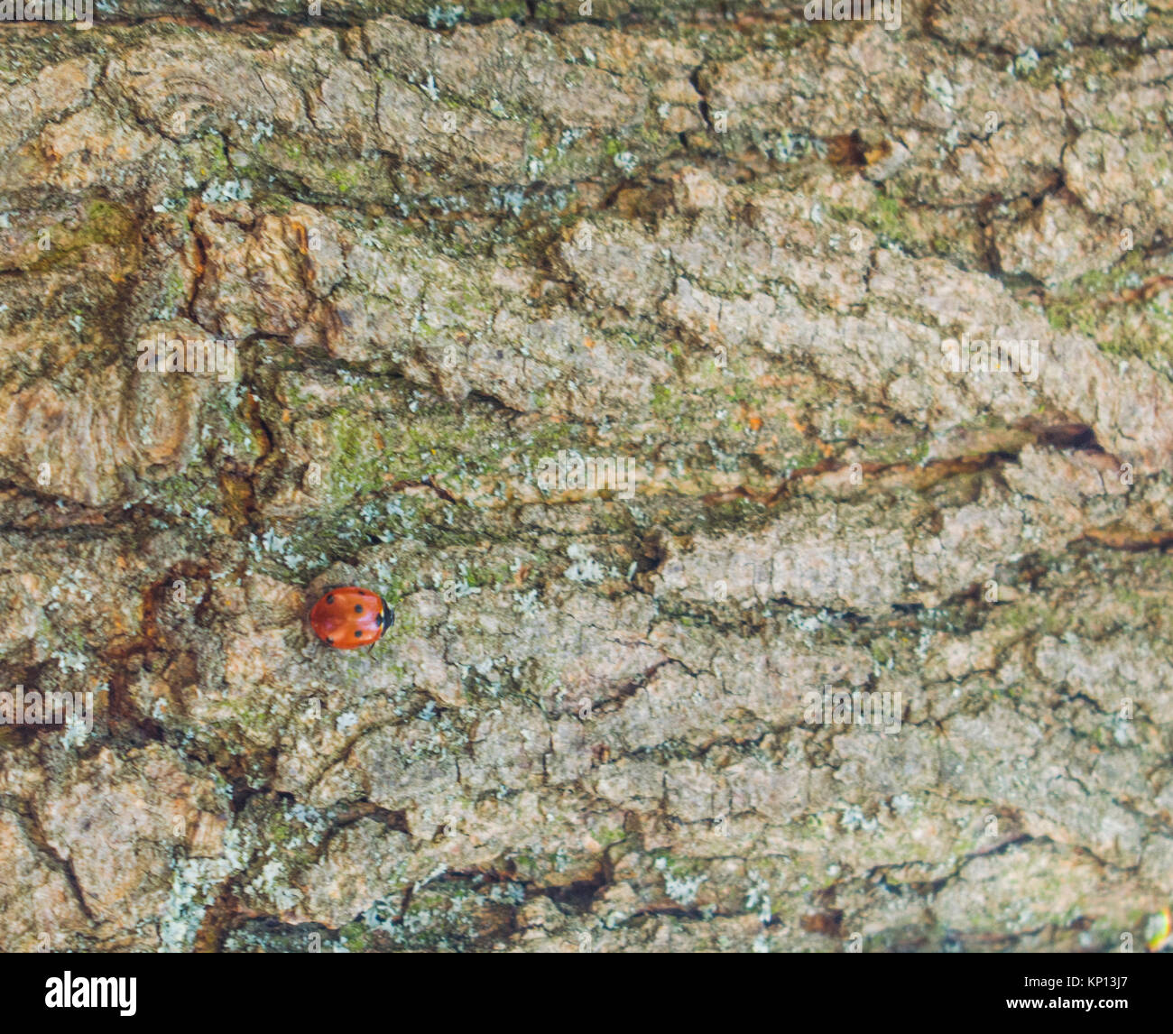 ladybird on the tree bark. Horizontal texture of tree bark Stock Photo ...